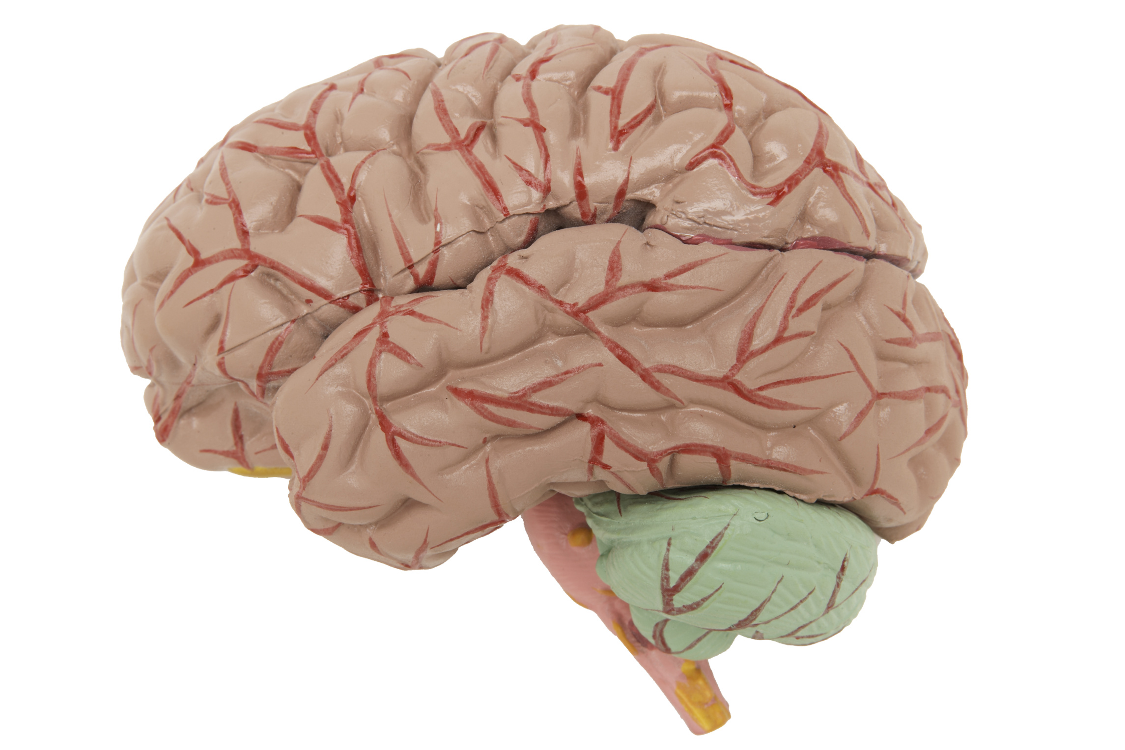 Right Temporal Lobe Functions Healthfully