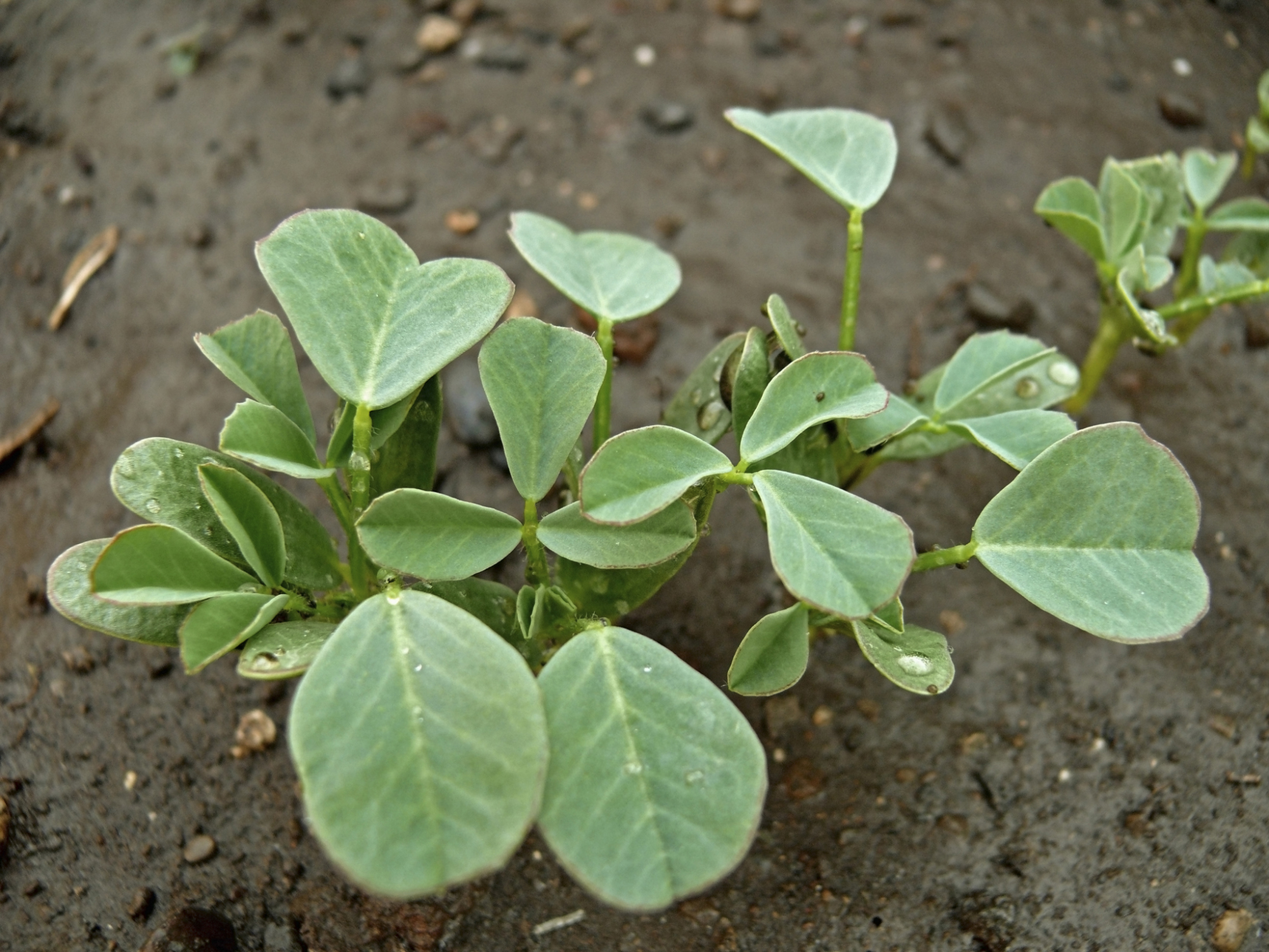What Is Fenugreek Seed Used for? | Healthfully