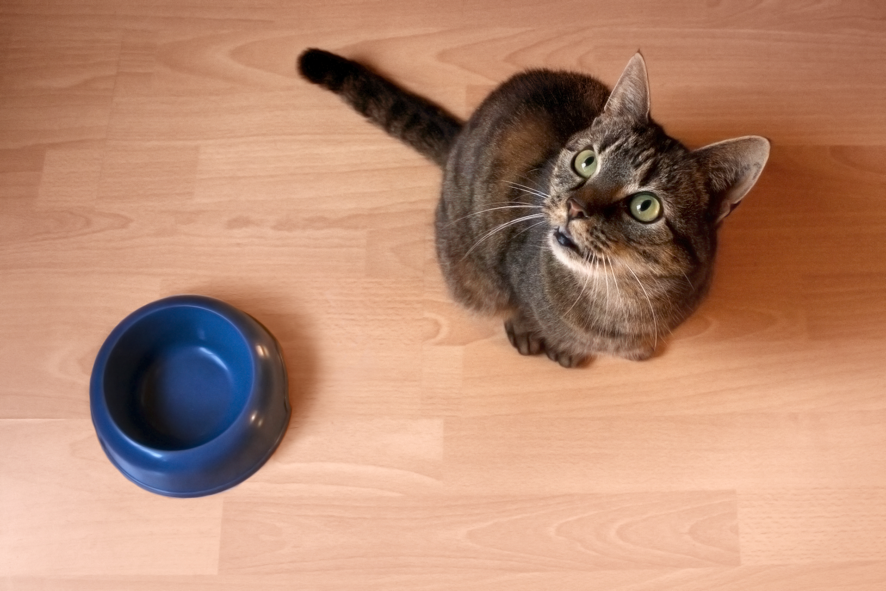 Information On Yogurt For Cats information-on-yogurt-for-cats