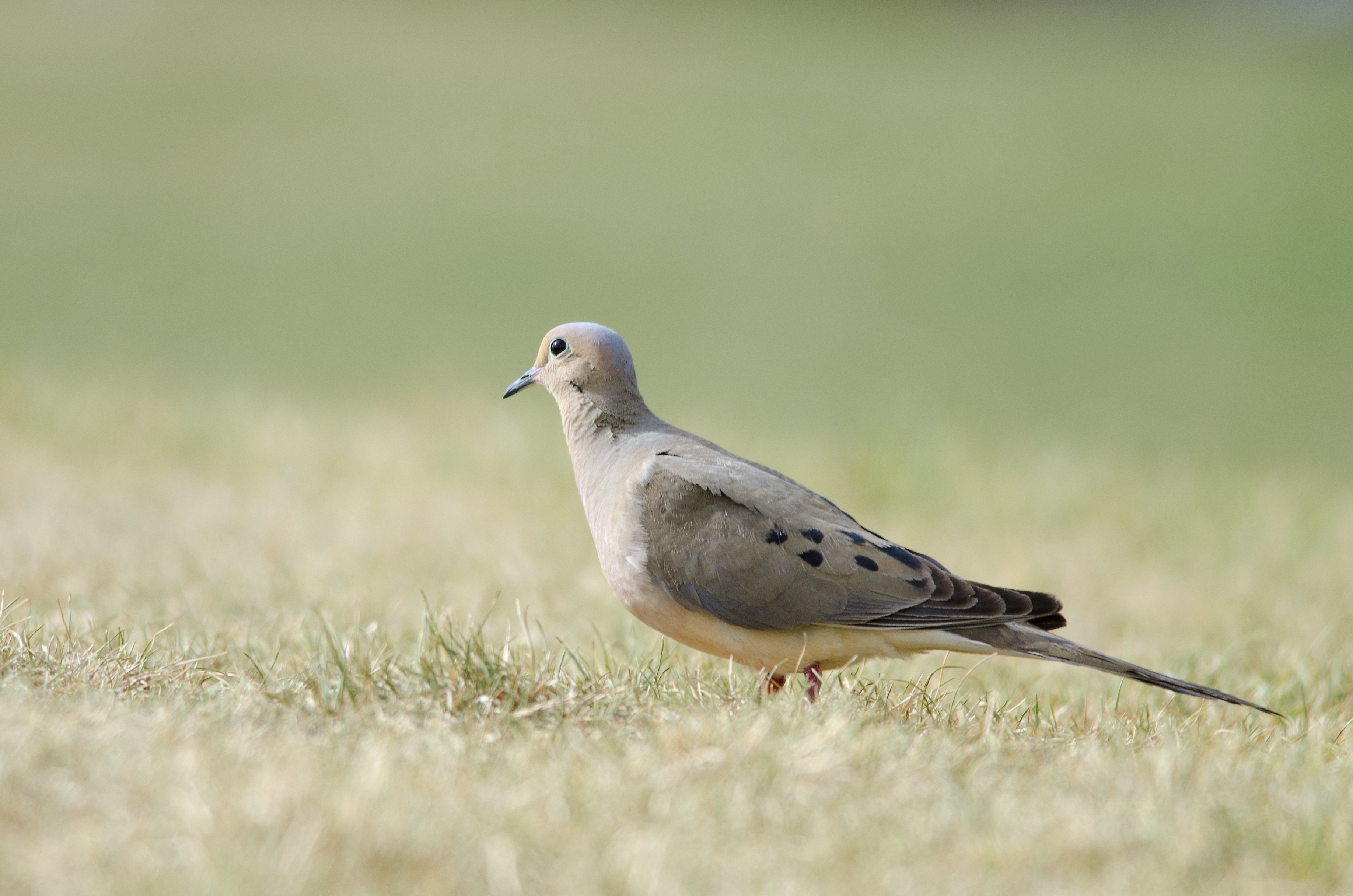 Nesting Habits Of Doves Sciencing