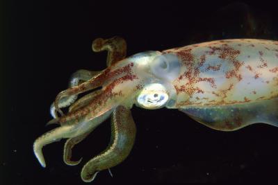 Phylum Mollusca Squid
