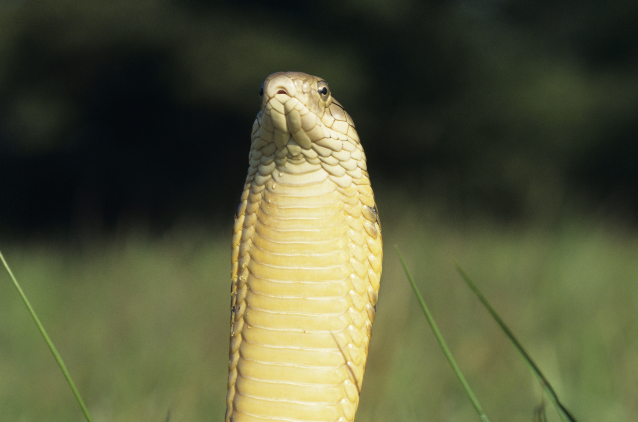 King Cobra Snake Facts Sciencing