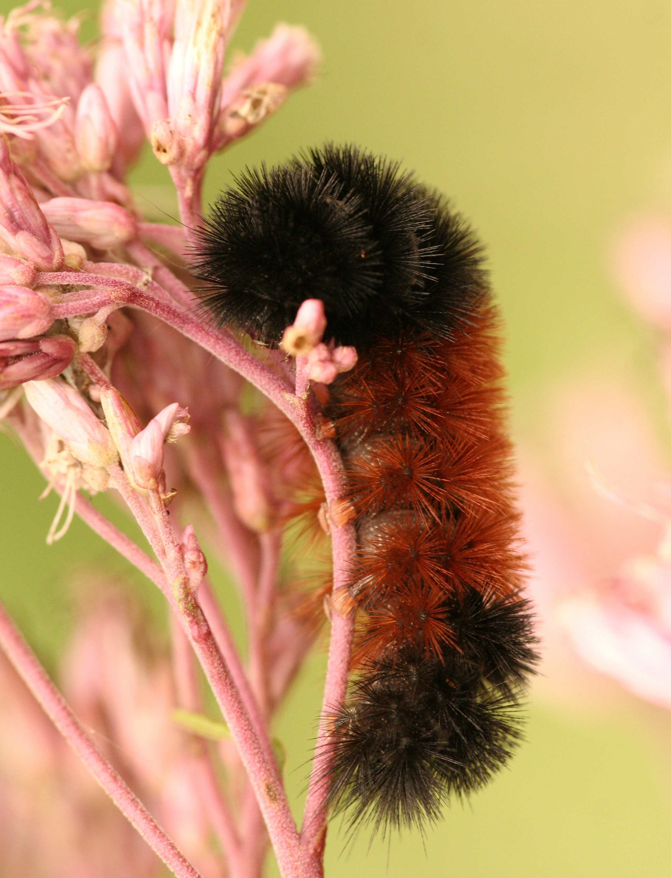 How To Keep A Black Brown Fuzzy Caterpillar Animals Mom me