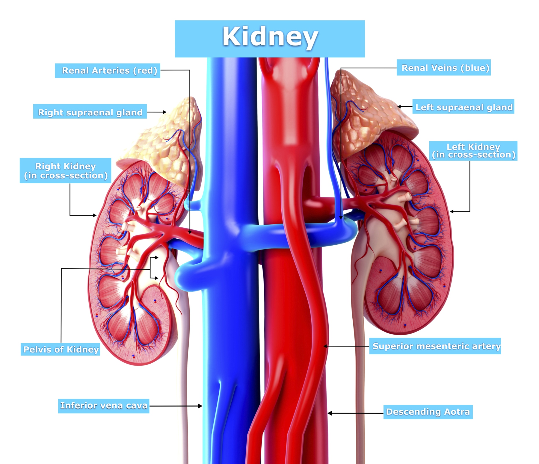 What Are The Parts Of The Human Kidney Healthfully