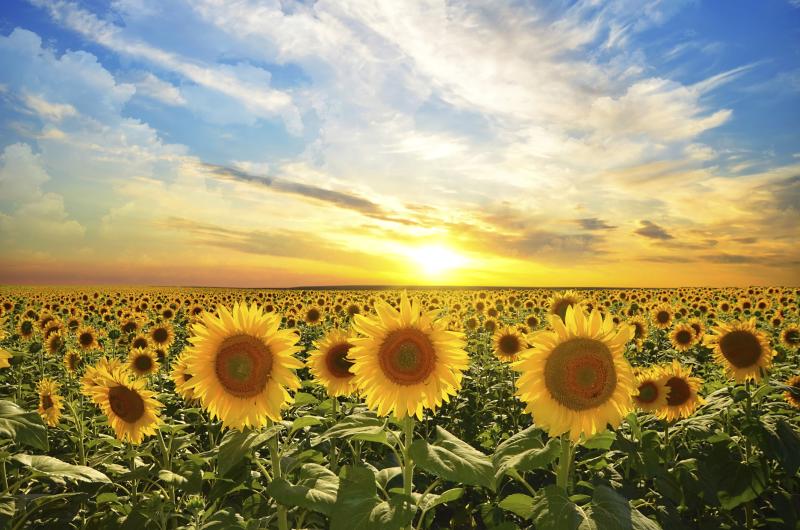 Are Sunflower Leaves Edible Home Guides SF Gate