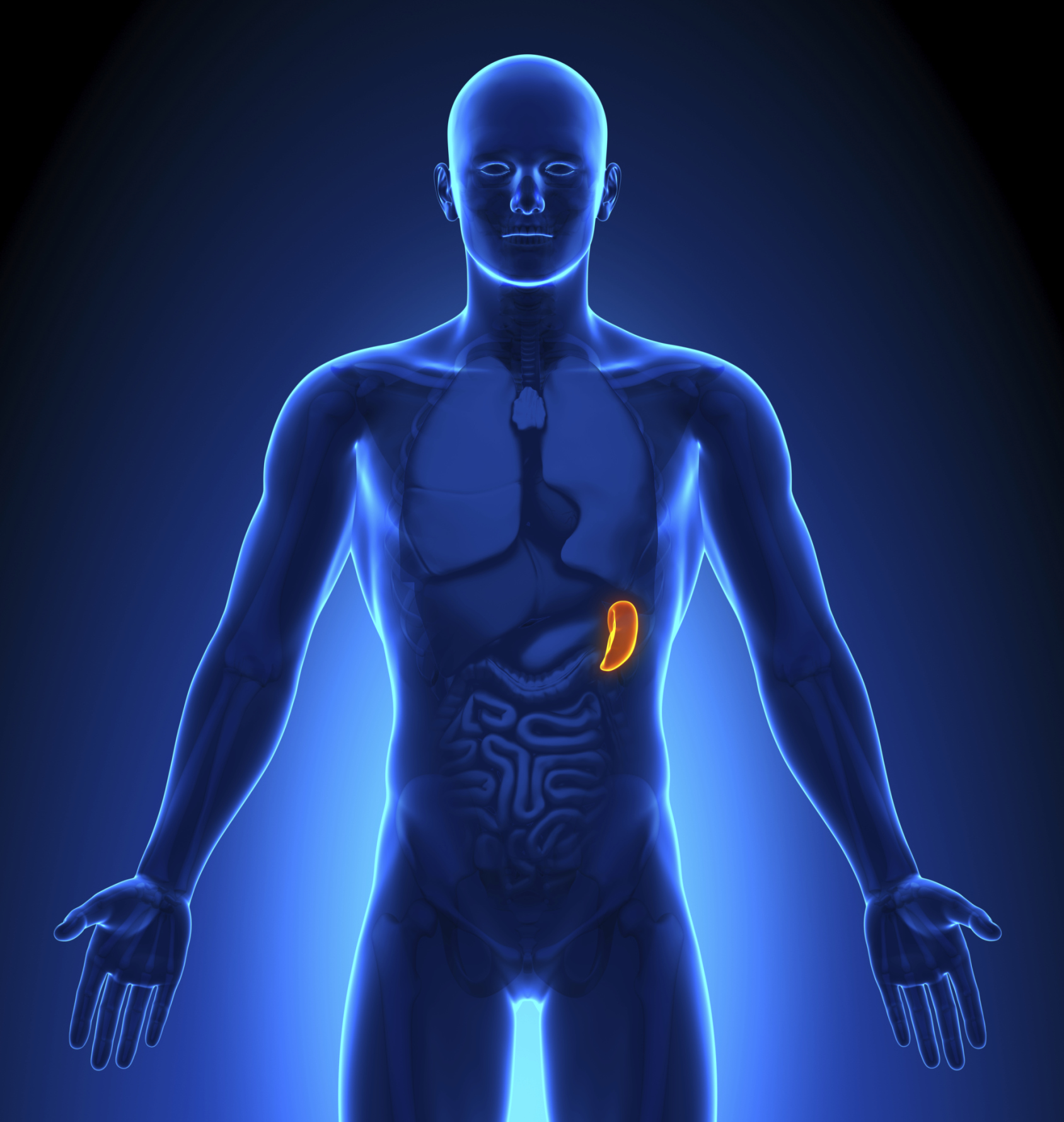 Can You Live Without A Spleen Healthfully can-you-live-without-a-spleen-healthfully