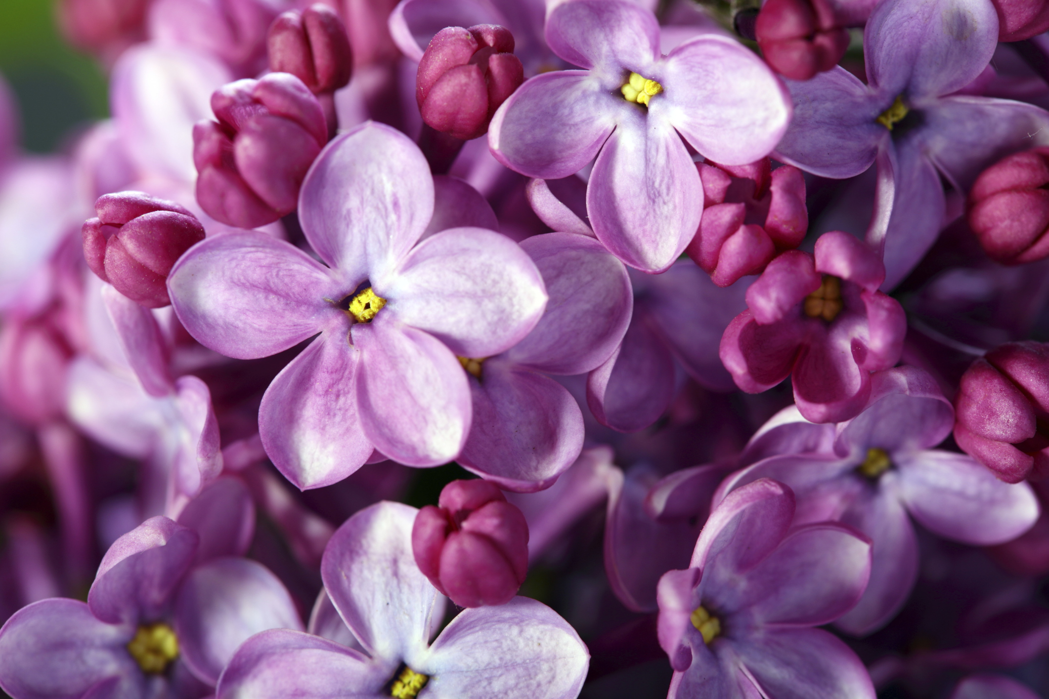 Five Petal Flower Names Best Flower Site