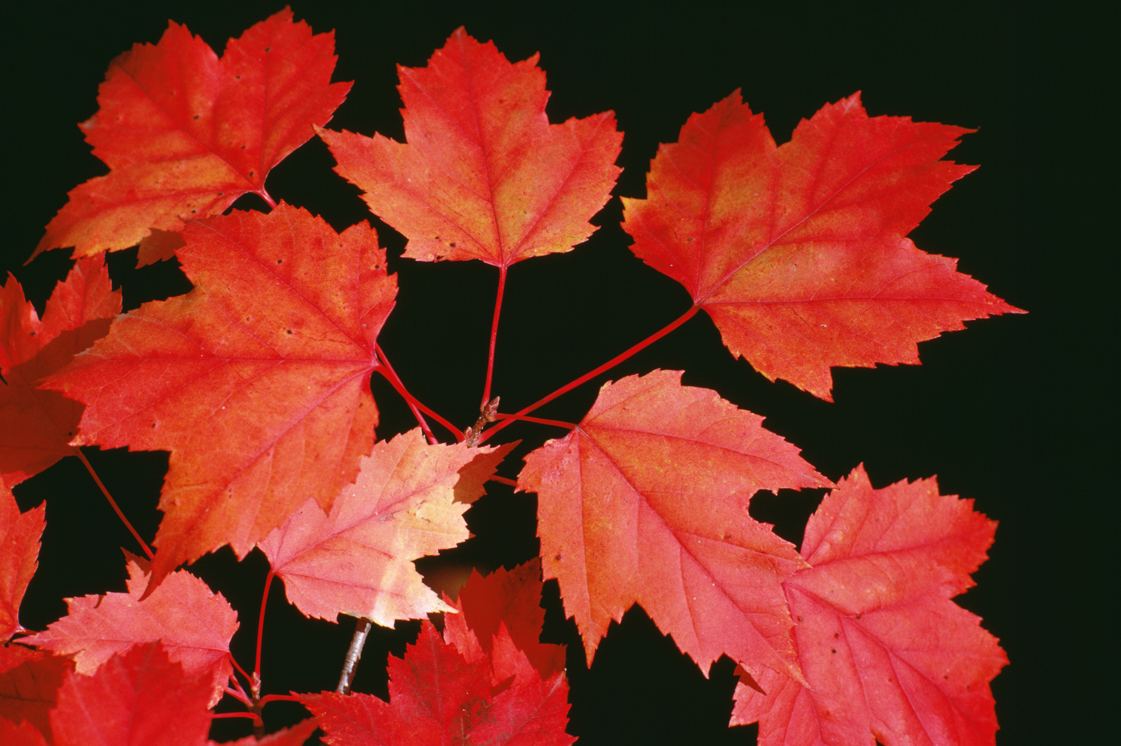 Pros Cons Of Red Maple Trees Home Guides SF Gate