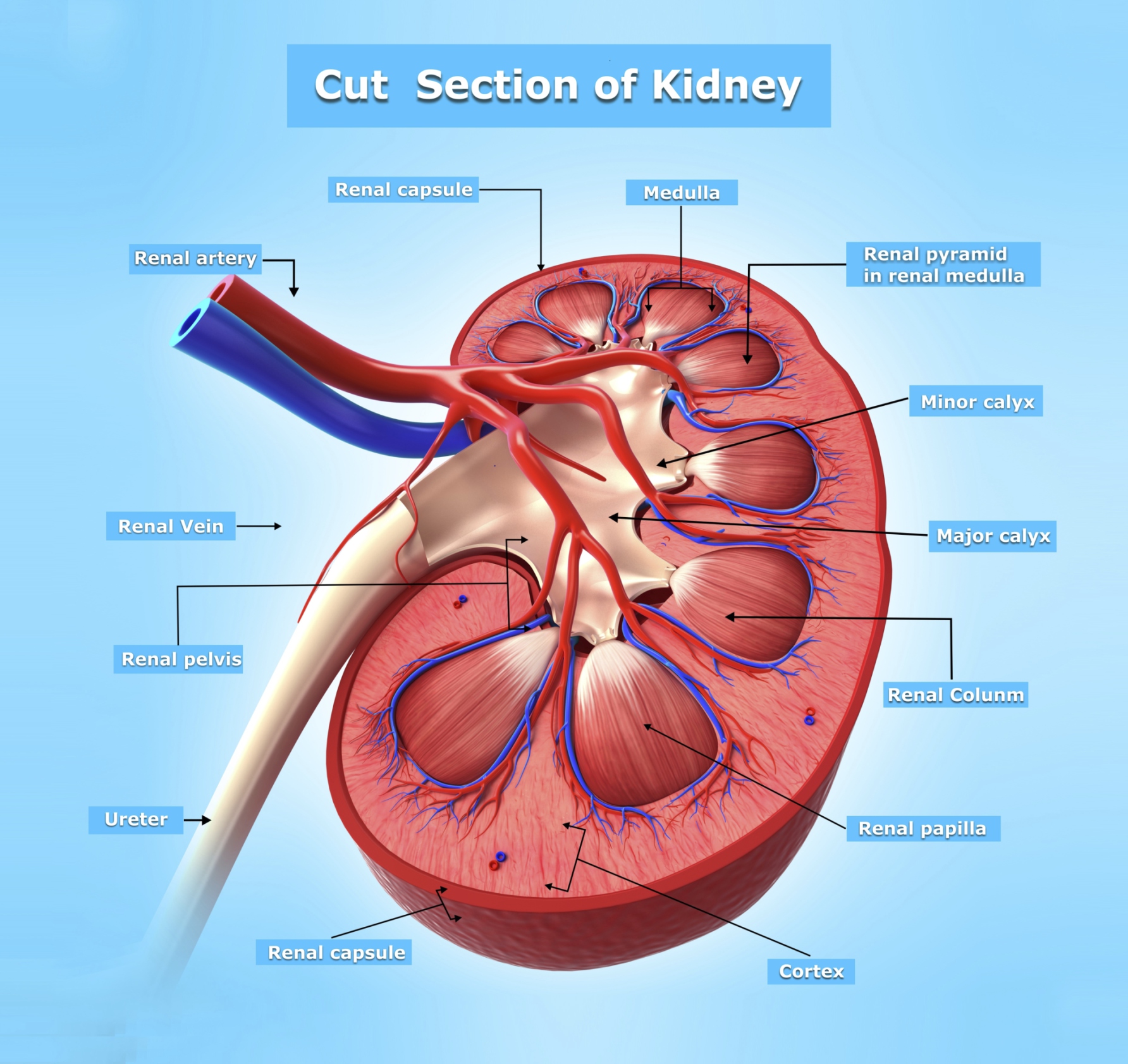 Kidney Function 101 Excelmale All In One Photos