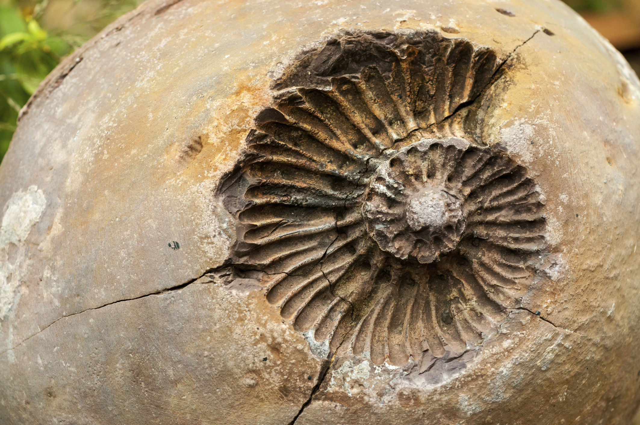 Mold Cast Fossils Sciencing