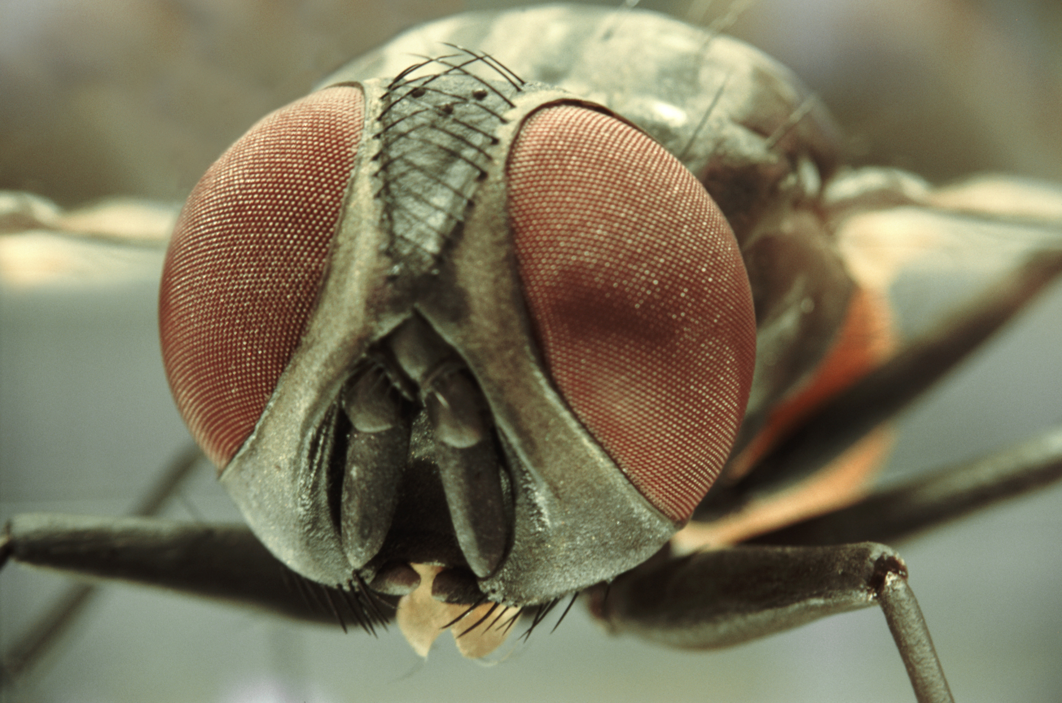Insect Compound Eye Vs Human Eye Sciencing