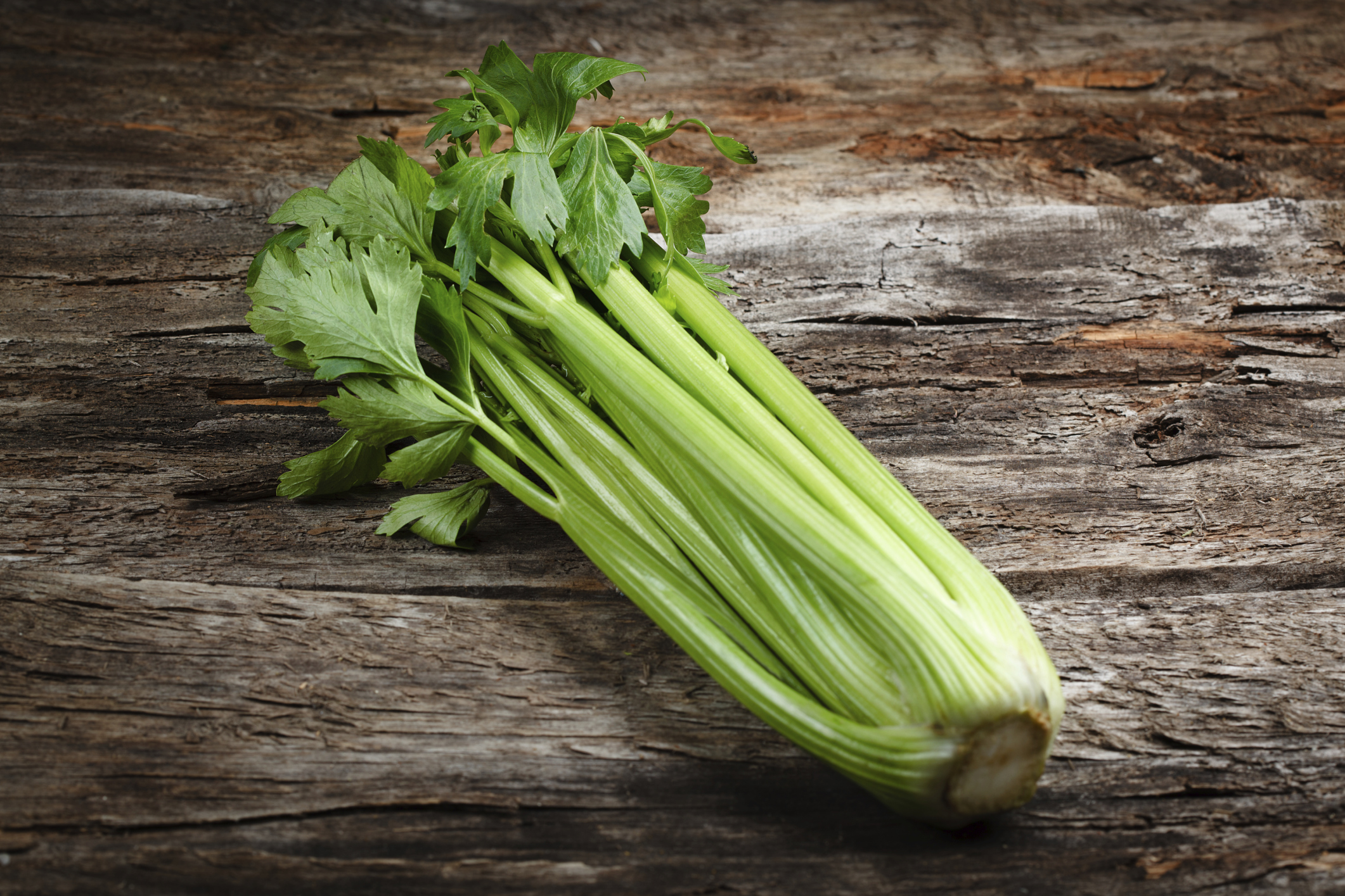 What Does Celery Do For Your Body Healthfully what-does-celery-do-for-your-body-healthfully