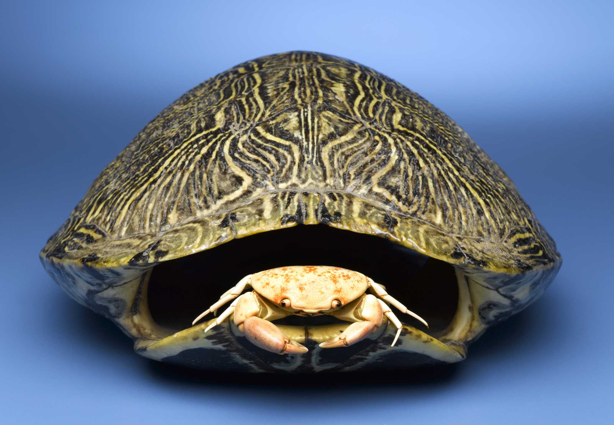 How To Preserve Turtle Shells Animals Mom me