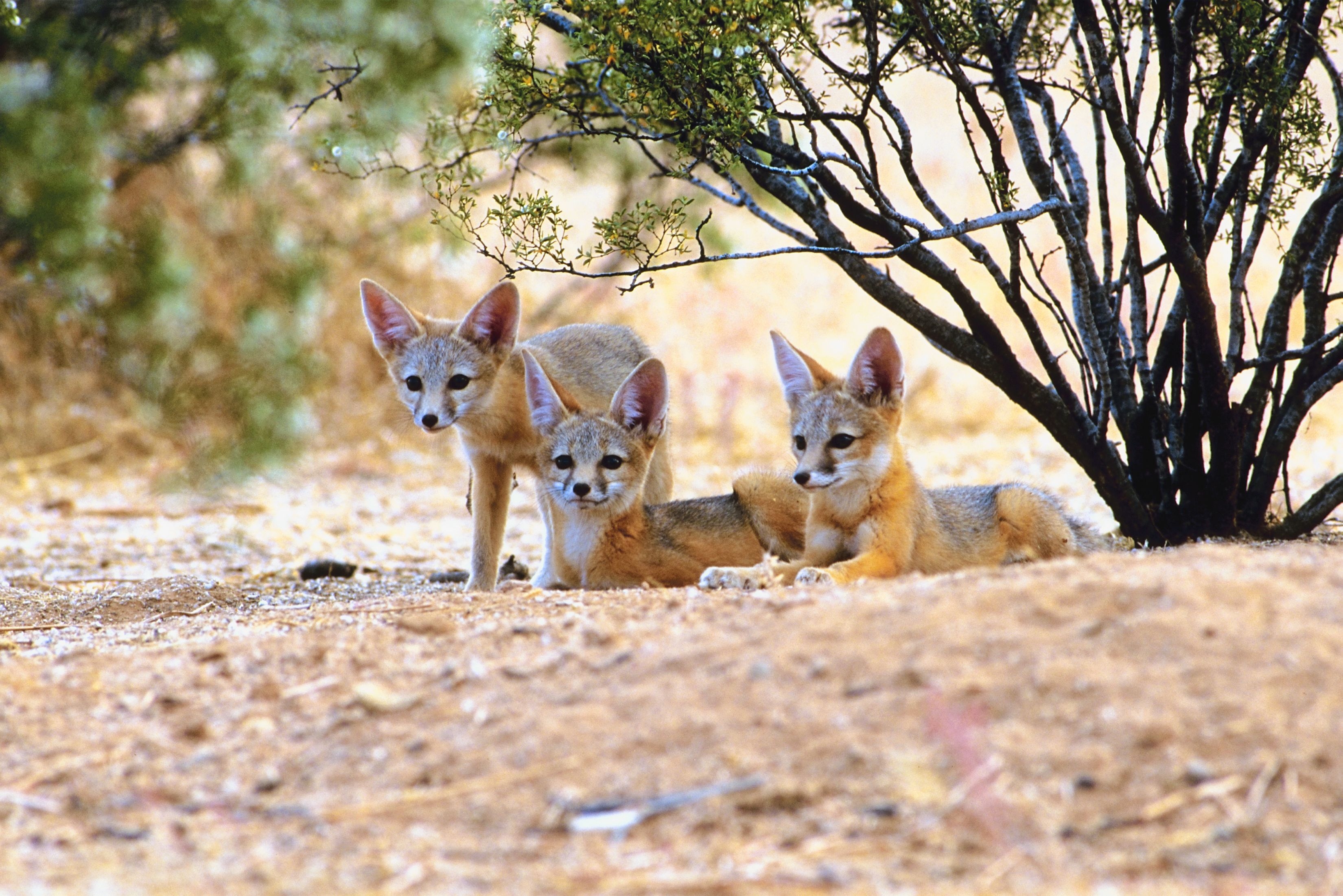 Biotic Factors In Deserts Sciencing