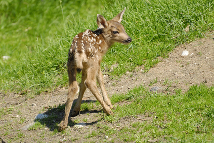 How to Cure Diarrhea in Fawns | Animals - mom.me