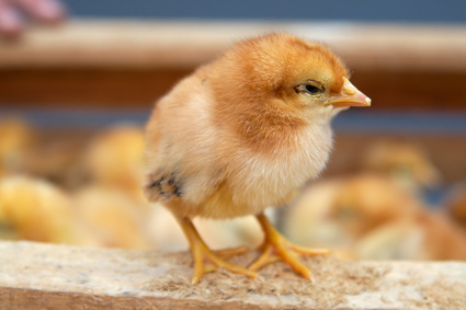 Ciclo de vida de un pollito - Imagui