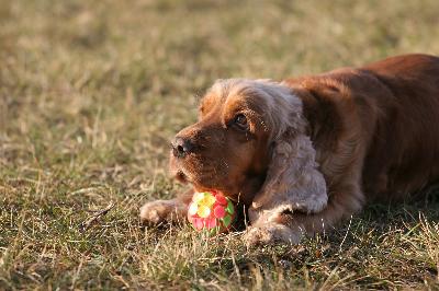 Are Cocker Spaniels The Right Dog For You