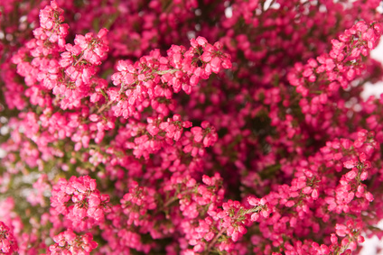 Heather Plant Care | Garden Guides