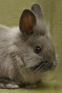 My Baby Bunny Is Sneezing | Animals - mom.me