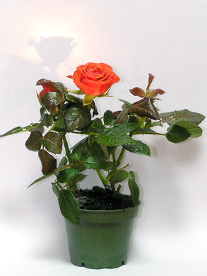 How to Take Care of Potted Roses | Garden Guides