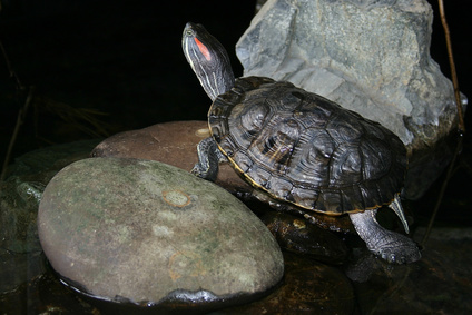 How to Set Up a Painted Turtle Tank | Animals - mom.me