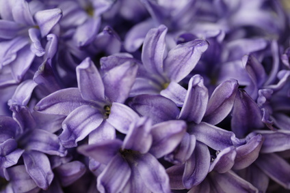 National Flower Of Greece Violet | Best Flower Site