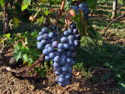 How to Plant and Grow Concord Grapes | Garden Guides