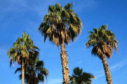 Palm Trees in Texas | Garden Guides
