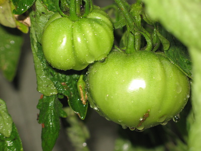 Rust Disease on Tomato Plants | Garden Guides