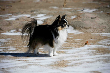 Do Chihuahuas Tails Curl