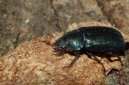 Insectos de Nuestro Mundo : septiembre 2015