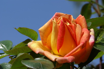 The National Flower Of Iraq | Best Flower Site