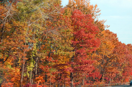 Componentes Naturales Qué Es "capital Natural" Y Por Qué Es