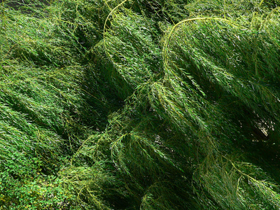 Willow Trees & Bugs That Live in Them | Garden Guides