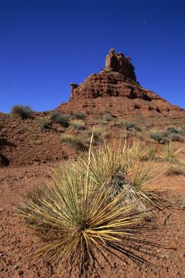 Yucca Root Rot | Home Guides | SF Gate