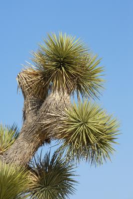 What Type of Root System Do Yucca Plants Have? | Home Guides | SF Gate