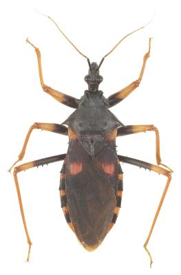 What Are Some Examples of Hemiptera? | Animals - mom.me