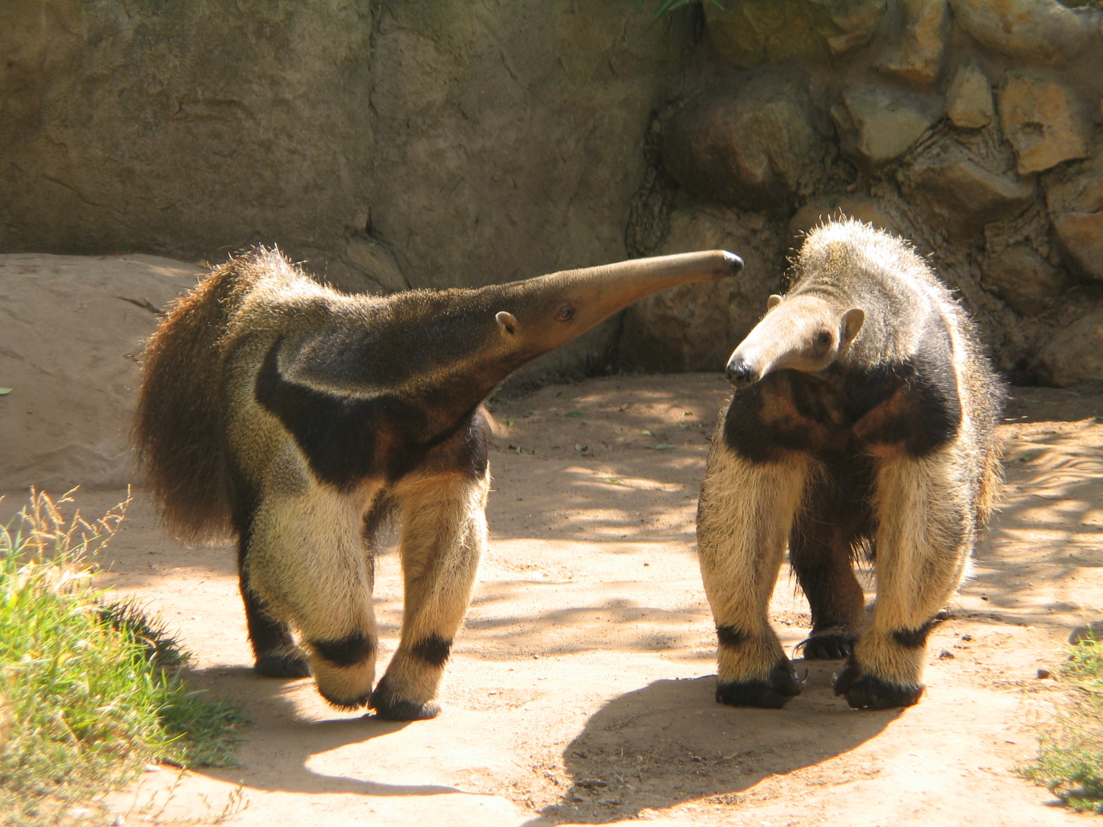 Examples of Evolutionary Adaptation | Sciencing