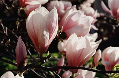 Life Cycle Of The Magnolia 802 Magnolia Seed Pod Images, Stock Photos,