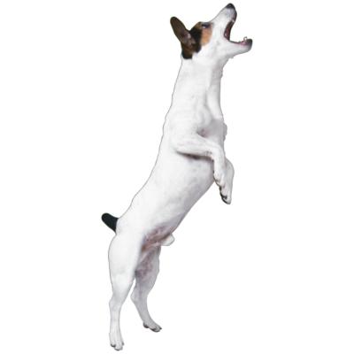 Calming an Agitated Dog - Pets