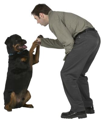 Are Rottweilers Prone To Bloat