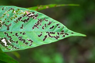 Necrosis Plant Diseases | Home Guides | SF Gate