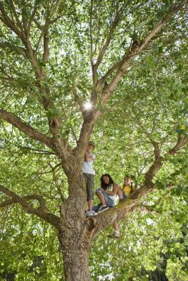 How to Plant the Stem of a Tree to Clone | Home Guides | SF Gate