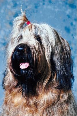 What Breed Of Dog Has The Longest Eyelashes