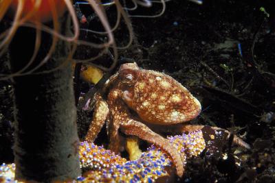 Distinguishing Characteristics of Octopuses | Animals - mom.me