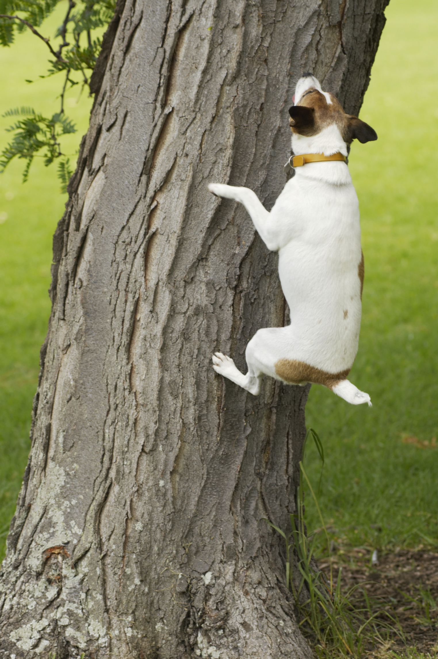 How Do I Train My Dog To Tree Squirrels