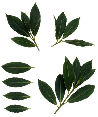 Varieties of Laurel Shrubs | Home Guides | SF Gate