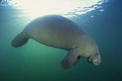 What Is the Scientific Classification of the Florida Manatee? | Animals ...