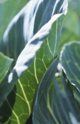 How to Control Black Rot in Cabbage | Home Guides | SF Gate