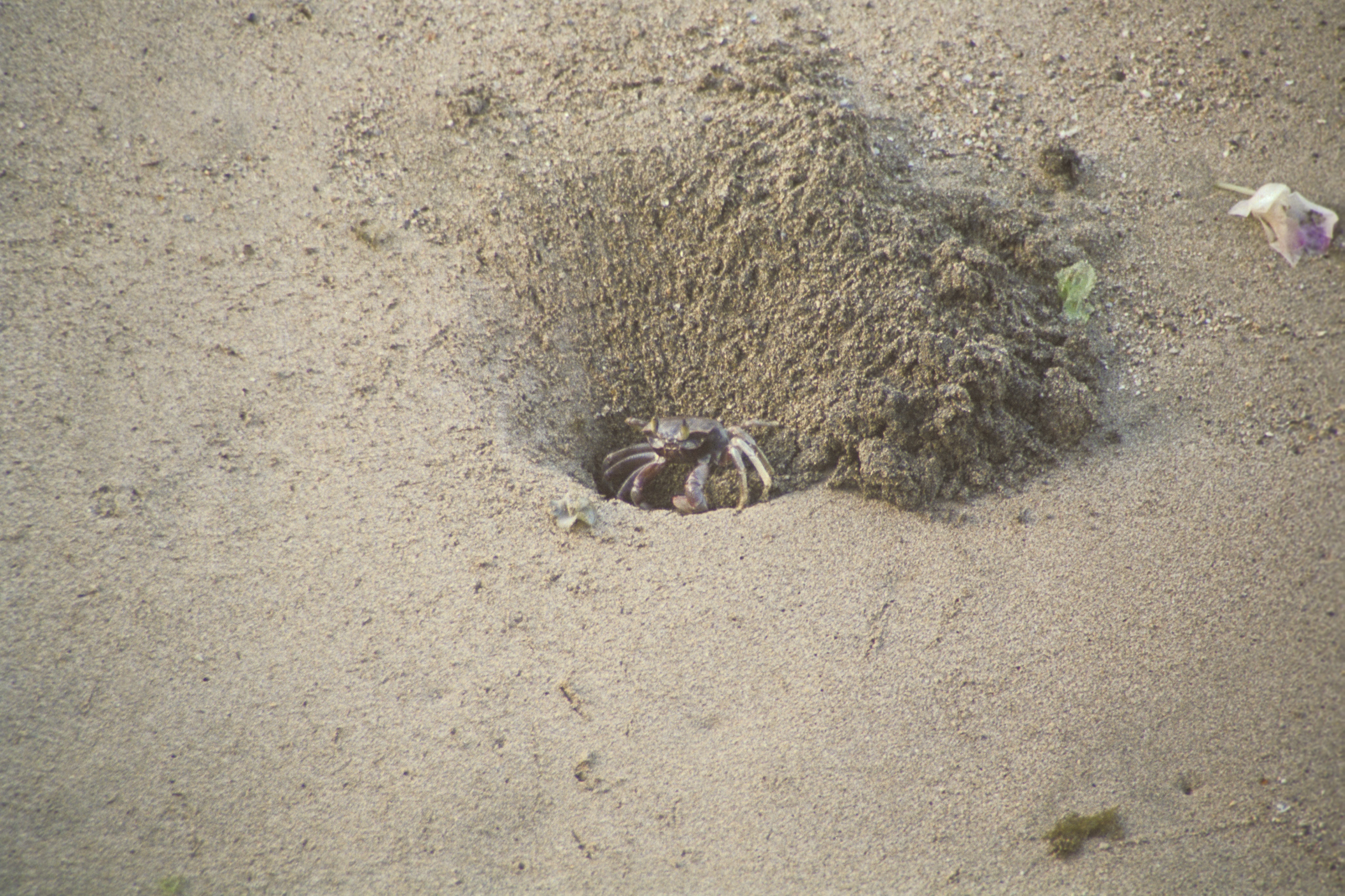 How to Catch A Sand Crab | Sciencing